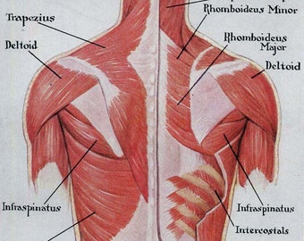 Human Anatomy Hand Foot Back Muscle Chart Vintage Medical