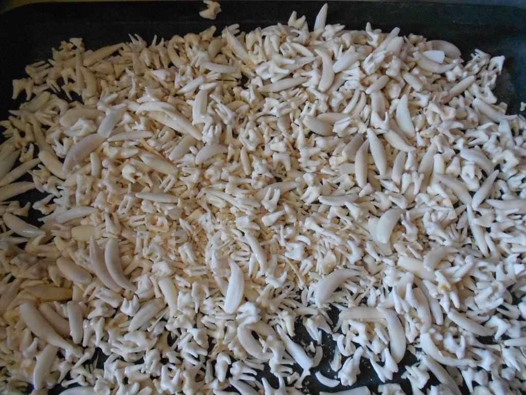 Real Raccoon Teeth Assorted 25 Pieces Stock No 1-1