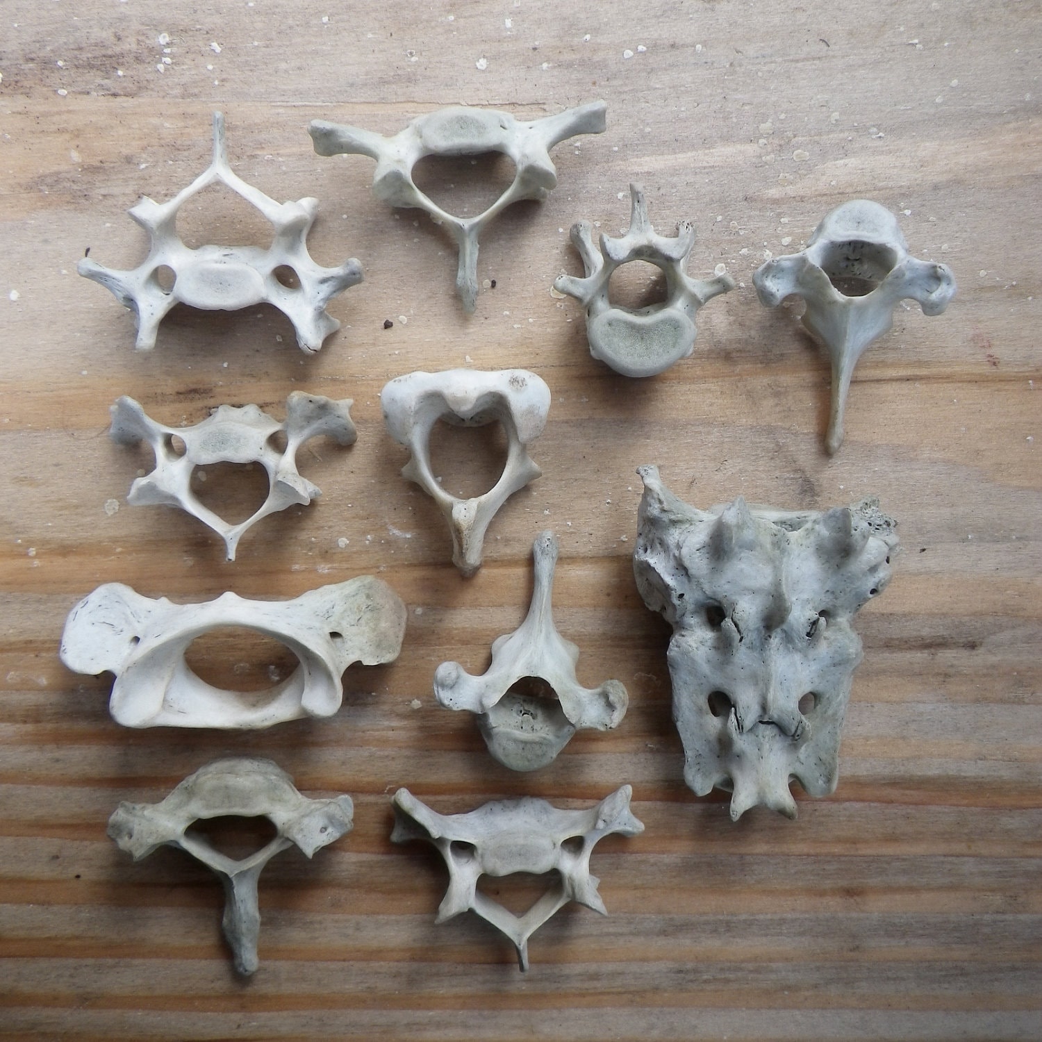 Raccoon Vertebrae Found Sacrum Atlas