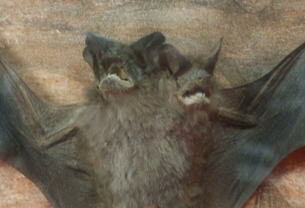 Conjoined Bat two headed bat Animal Taxidermy 2 headed Large