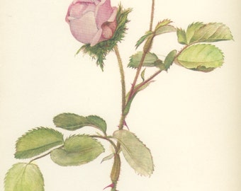 Popular items for vintage cabbage rose on Etsy