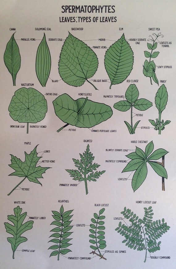 Types Of Leaves With Pictures And Names