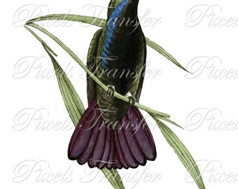 Stencil colibri | Etsy