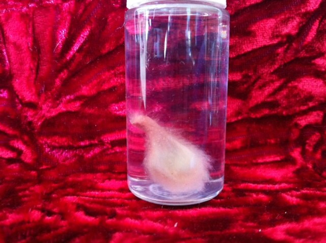 Hairy Testicles Wet Specimen Preserved Specimen by AsylumArtwork