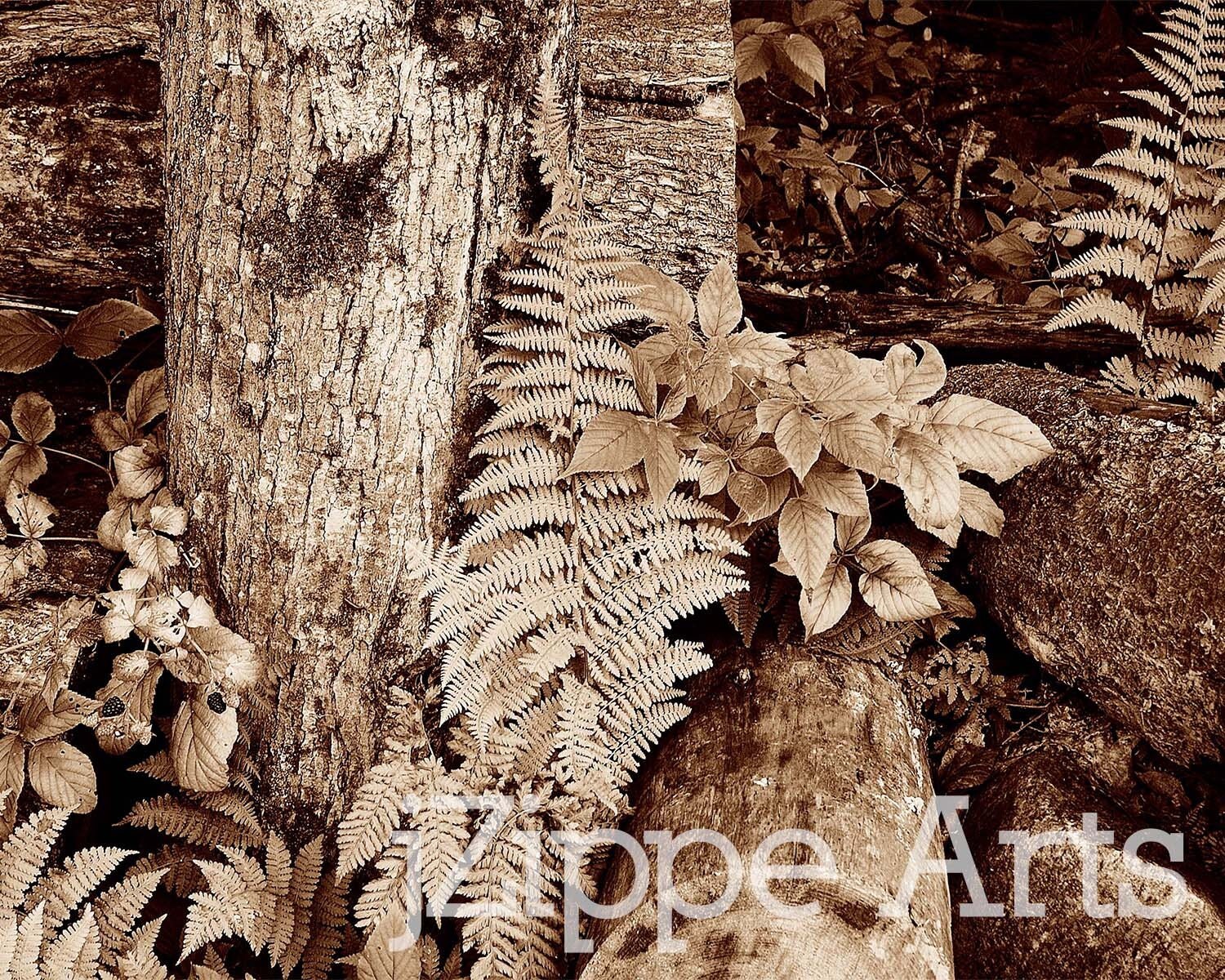 Sepia Woodland Sepia Forest Photography Nature Fine Art