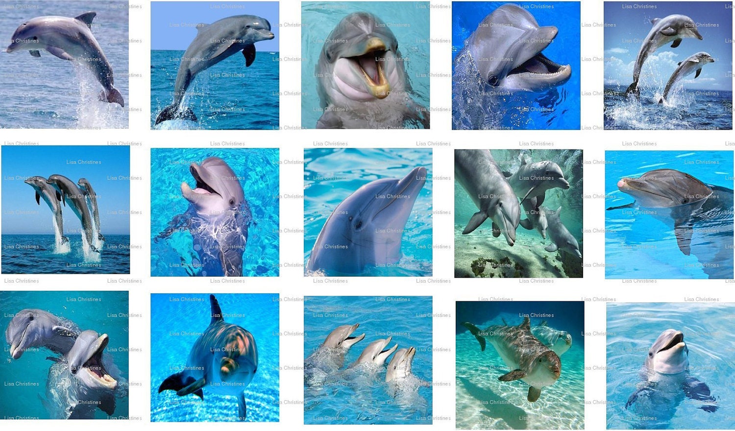Dolphins Digital Collage Instant Download 1 inch 1.5 inch