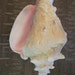 Pink Florida Conch Shell Coastal Home Decor Seashells