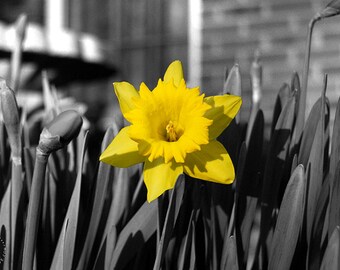 Popular items for selective color on Etsy