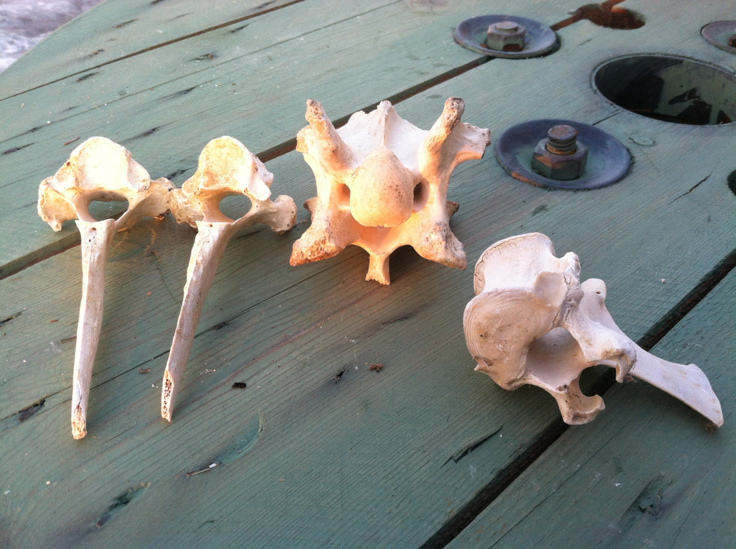 Bone Vertebrae Real Animal Bone Lot of Four Animal