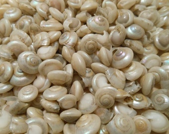 Pearl and seashell | Etsy