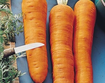 Giant carrot seeds | Etsy