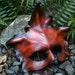 brown Leather Maple Leaf Mask