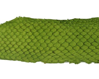 Pirarucu Arapaima Fish Scales 100% Natural Fish Scales 10