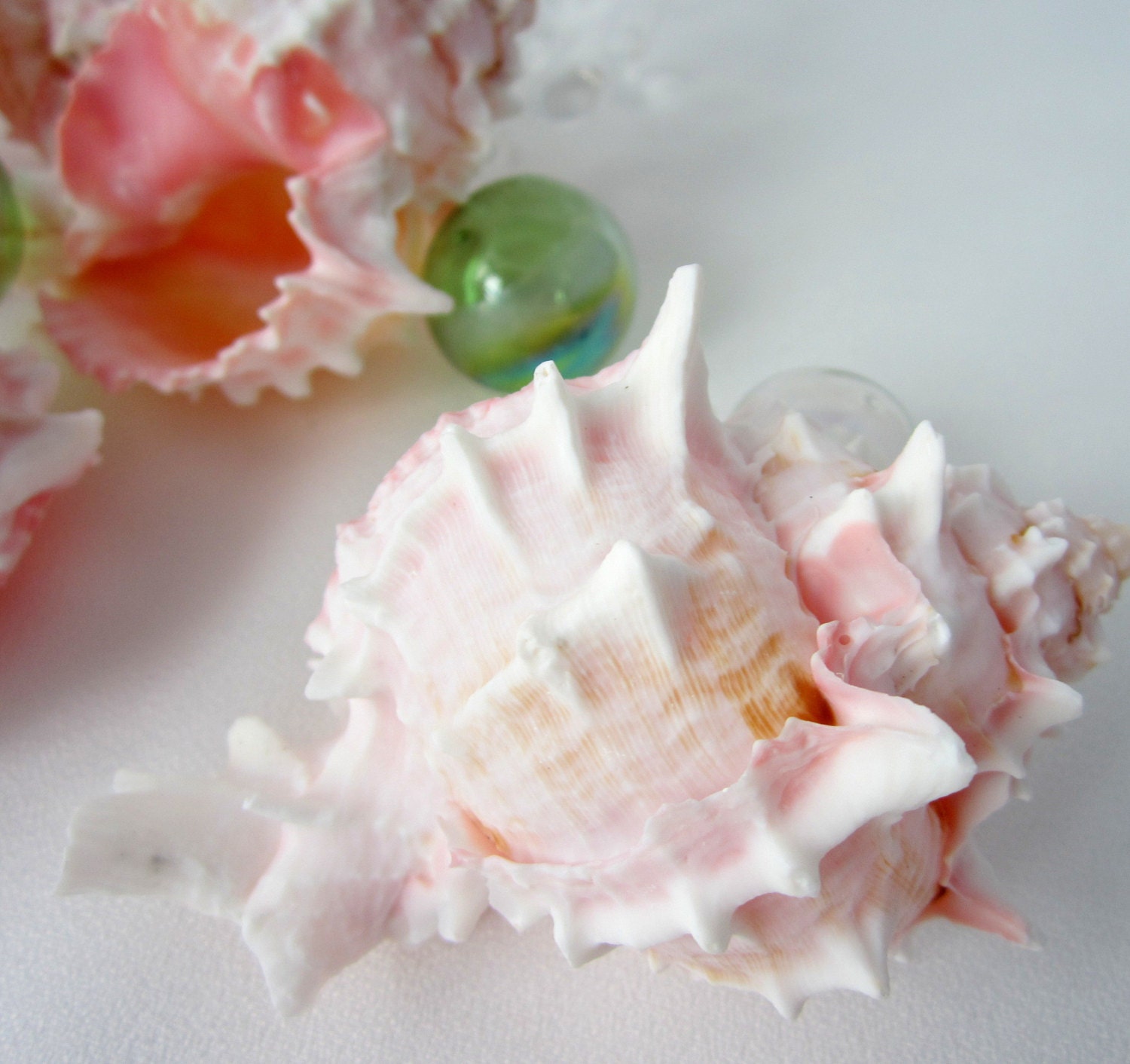 Beach Decor Pink Specimen Seashell Nautical Pink Murex