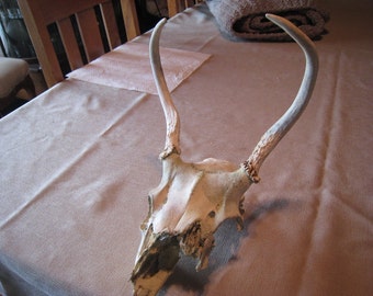 Spike deer buck skull