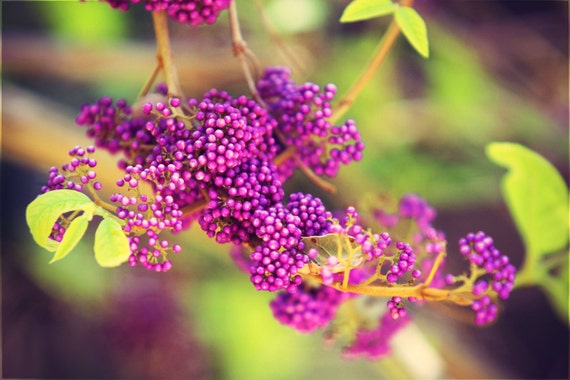 Items similar to Fruit of the Gods-(8"x10")-Fine Art Photography Print ...