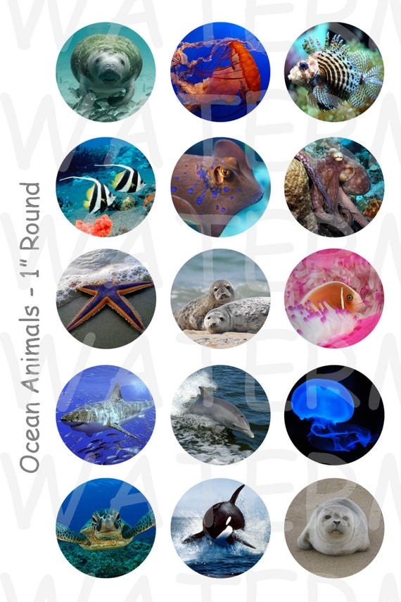 Ocean Animals 4 x 6 Digital Collage Sheet 1 inch Round