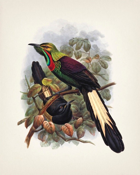 Splendid Astrapia Bird of Paradise Astrapia by ThePrintedVintage