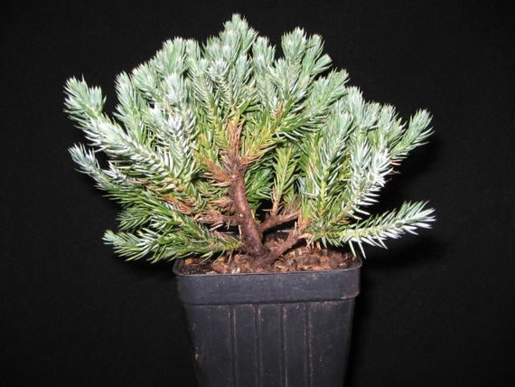 Bonsai Juniperus Squamata Blue Star Bonsai