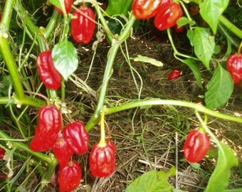 Florida Grove Pepper Seeds Super Hot Florida Firecracker Wild