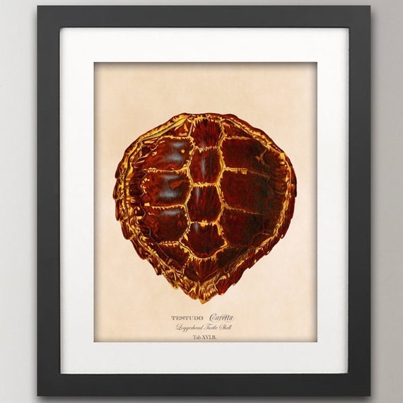 Vintage Turtle Shell Art Print Tortoise Shell Decoration
