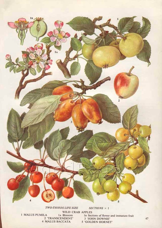 Vintage Botanical Fruit Print Art Illustration Wall by AgedPage
