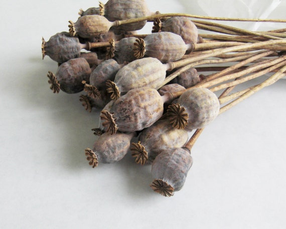 Dried Poppy Pods Natural fantastic floral arranging