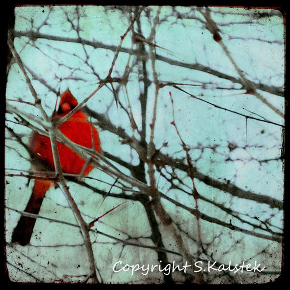 Red Cardinal Photograph Red Feathers Bird in Branches Aqua and