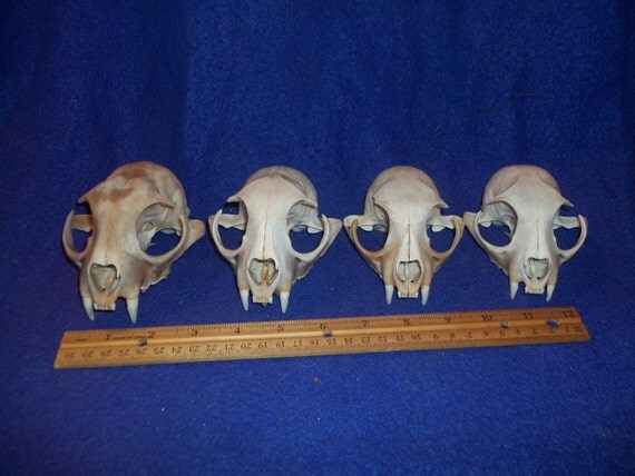 1 Bobcat Skull real animal bone taxidermy skeleton part