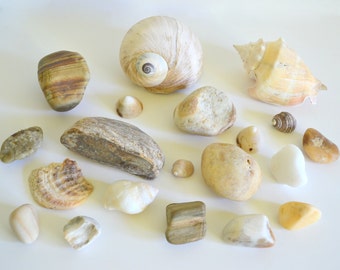 Seashell shelf | Etsy