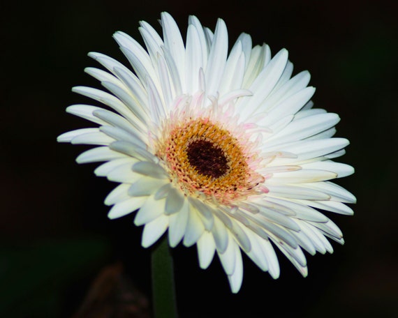 Nature Photography One Singular Sensation by PetitePastiche