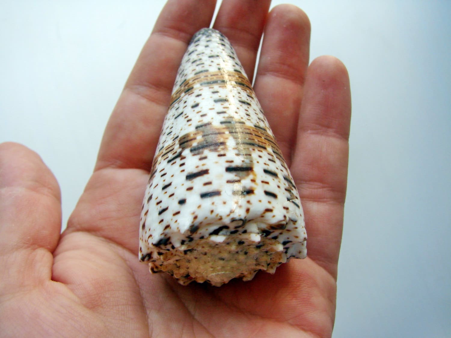 Natural huge cone shell for your collection from AEGEANTREASURES on ...