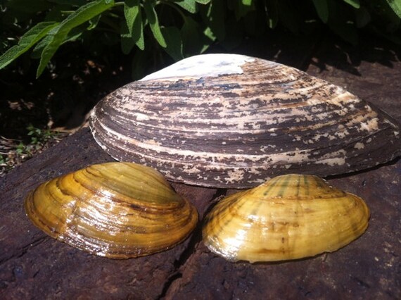 REAL freshwater mussel shells 3 shells