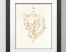 Popular items for conch shell art on Etsy