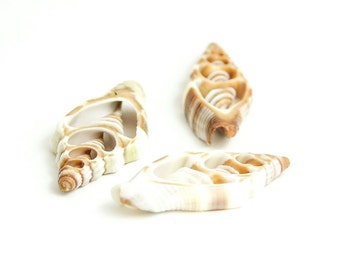 Popular items for shell slice on Etsy