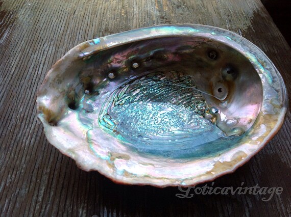 Items similar to Avalon shell candle holder on Etsy