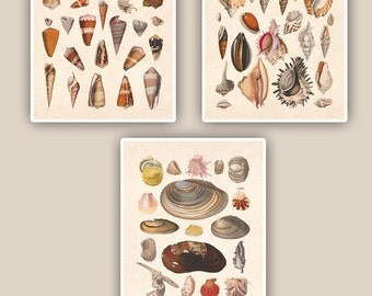 Sea shell collection | Etsy