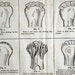 1882 Rare Antique Chart of Cattle Teeth by bananastrudel on Etsy