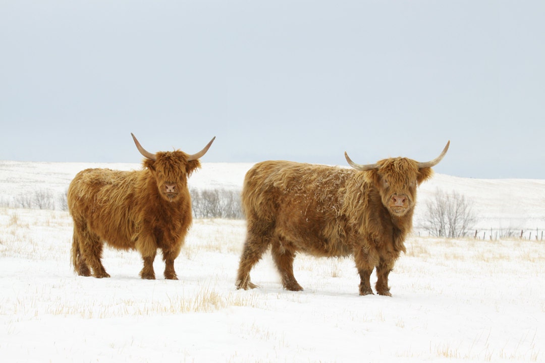 Animal Photography Cow Photography Scottish Highland Cows in