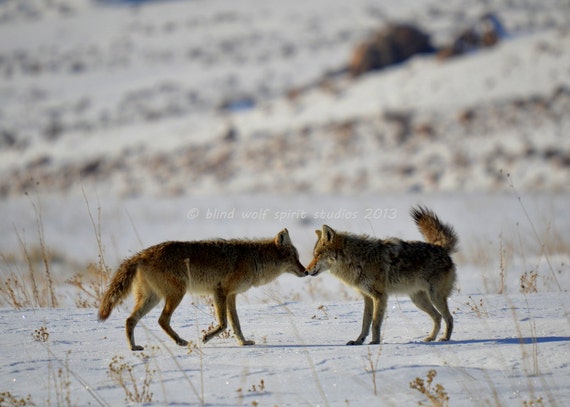 Coyotes in Love Wildlife Photography Woodland Fine Art