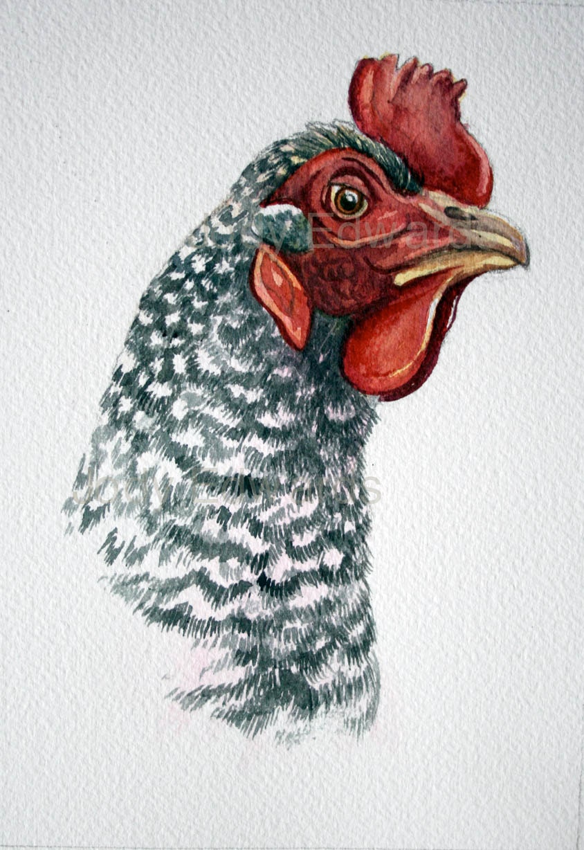 Chicken Painting 3 Fancy Chicken Portrait Study of a by jodyvanB