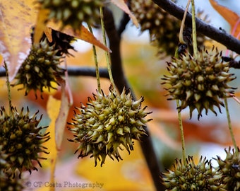 Sweetgum balls | Etsy