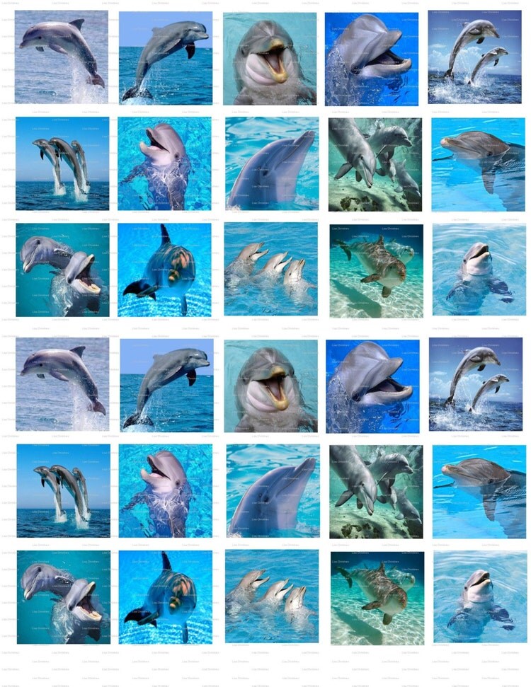 Dolphins Digital Collage Instant Download 1 inch by LisaChristines