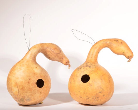 Goose gourds swan gourds two 2 natural gourds ready to