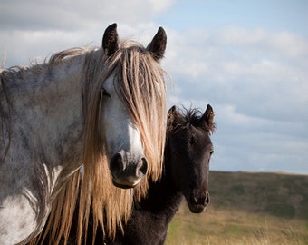 Fantasy art surreal horse photo magical nursery art girls