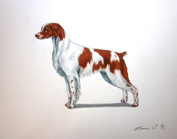 Brittany Spaniel Dog Archival Fine Art Print by EmmasBestInShow