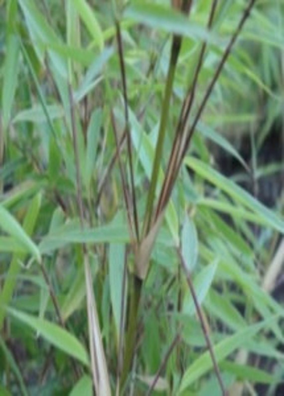 Fargesia RufaSunset Glow clumping bamboo plant in number one