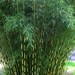 Fargesia RufaSunset Glow clumping bamboo plant in number one