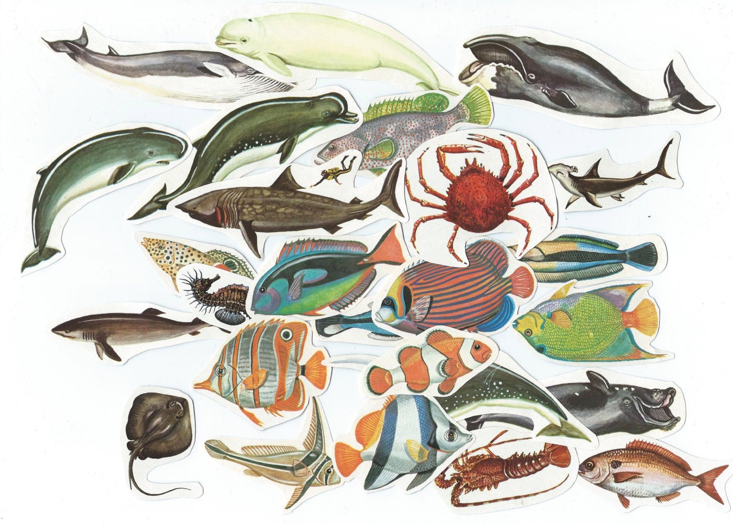 Paquete para collage de recortes de peces