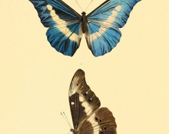 Butterfly engraving | Etsy